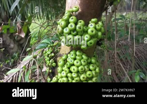 cluster of wild ficus fistulosa fruit sprouting from the trunk Stock ...