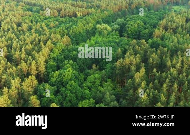 4K Aerial View Of Green Forest Landscape. Top View From High Attitude ...