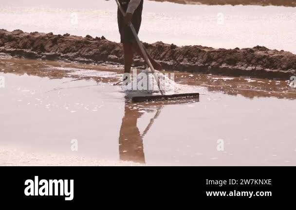 Traditional method of harvesting salt at Kampot Slat field in rural ...