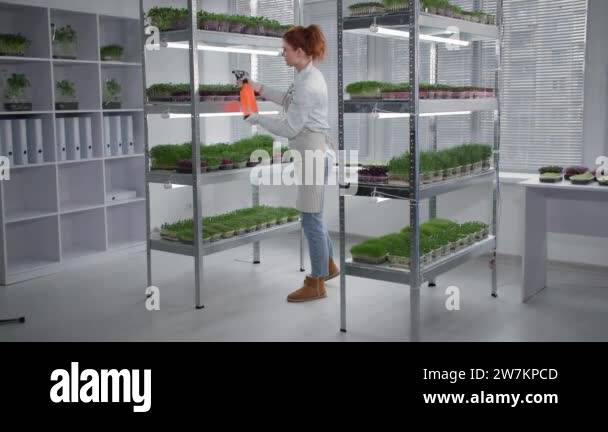 female farmer in an apron inspects sprouts in containers and sprinkles ...