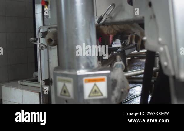 The red laser scans the udder of the cow to pump or suck out milk ...