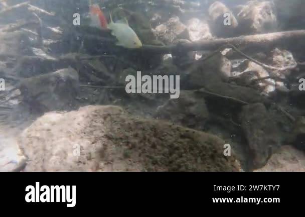 Invasive goldfish species swimming in the American Fork River in Utah ...
