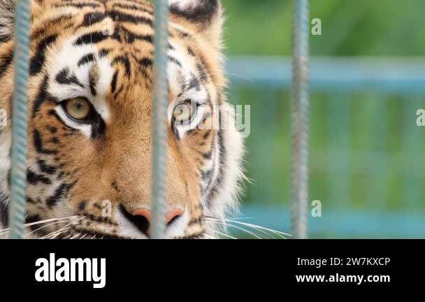 Tiger poaching Stock Videos & Footage - HD and 4K Video Clips - Alamy