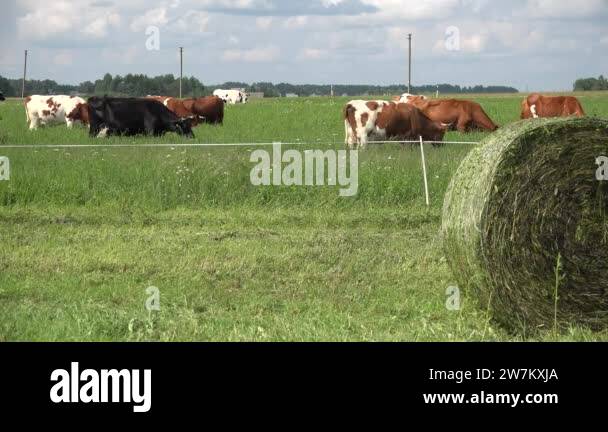 Stack of cows Stock Videos & Footage - HD and 4K Video Clips - Alamy