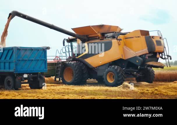 Unloading grains into truck by unloading auger. Combine harvesters cuts ...