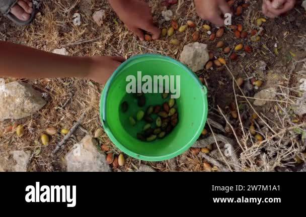 People collect ripe Argan nuts that lay on the ground during harvest ...