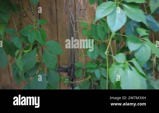 Old style gate lock Stock Videos & Footage - HD and 4K Video Clips - Alamy