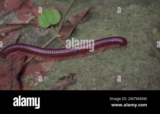 Asian Giant Millipede or Asian Red Millipede (Thyropygus spirobolinae ...