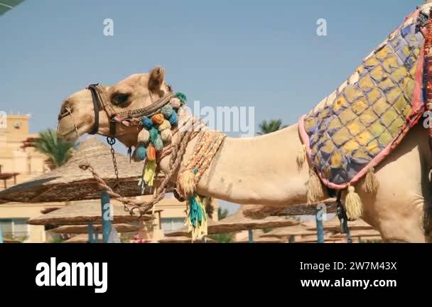 Camel egypt hurghada Stock Videos & Footage - HD and 4K Video Clips - Alamy