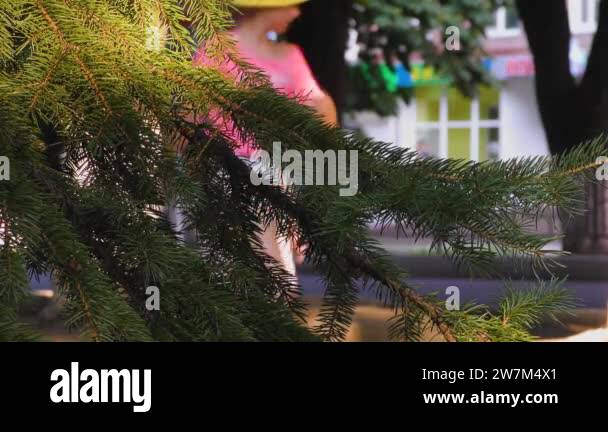 Spruce branch in the foreground. People walk along the sidewalk. Cars ...