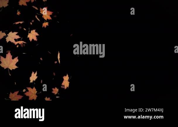 Autumn leaves falling animation with Alpha Channel. This animation is ...