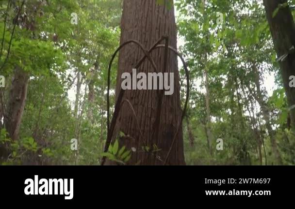 Looking up giant tree in forest. Tilt up big tree trunk in jungle ...