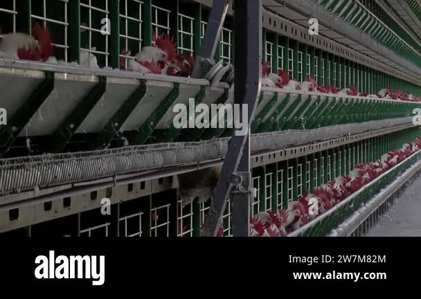 Chickens with Red Crest on Cages at Poultry Farm. Poultry Farm, Food ...
