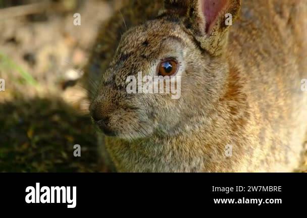 Rabbits, or bunnies, are small mammals in the family Leporidae includes ...