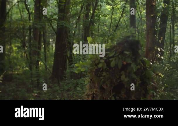 Sniper in disguise hood cape putting on camouflage net on sniper rifle ...