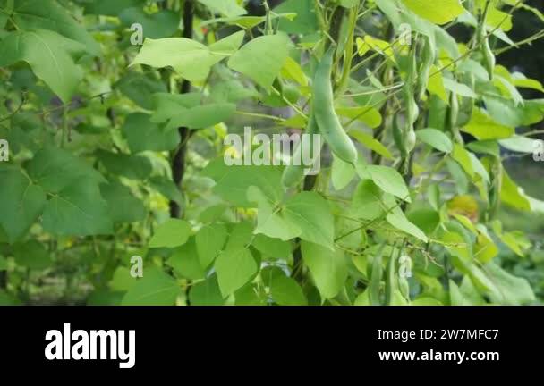 Green kidney bean growing on farm in HD VIDEO.Bush with bunch of podsof ...