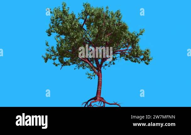 Tibetan Cherry Tree is Swaying at The Wind Green Tree Leaves Are ...