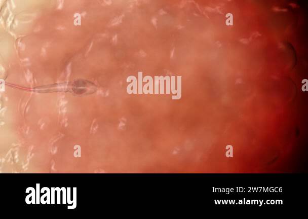Sperm. Spermatozoon inside human egg cell. Realistic 3d animation Stock ...