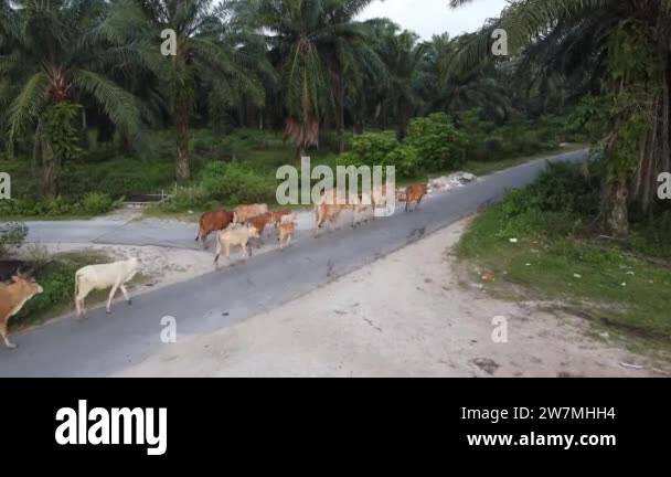 Group cows walk asphalt road Stock Videos & Footage - HD and 4K Video ...