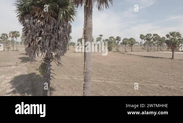 Palm ladder Stock Videos & Footage - HD and 4K Video Clips - Alamy