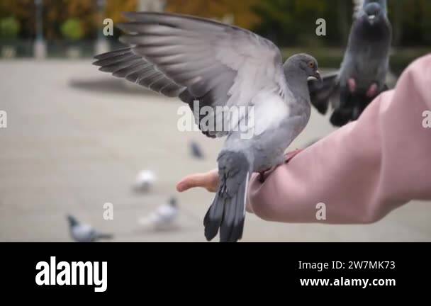 Birds with human Stock Videos & Footage - HD and 4K Video Clips - Alamy