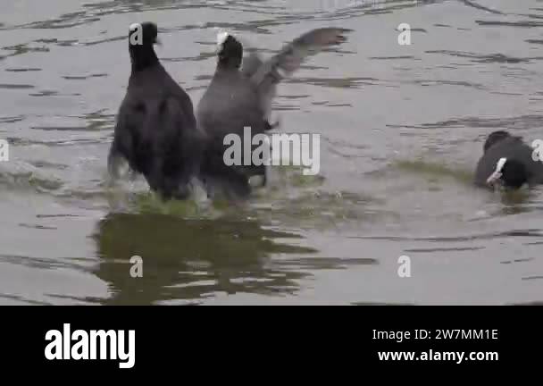 Fight animal Stock Videos & Footage - HD and 4K Video Clips - Alamy