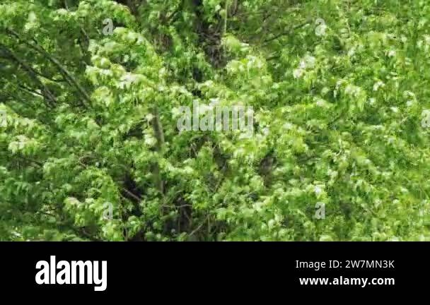 Green discoloration Stock Videos & Footage - HD and 4K Video Clips - Alamy