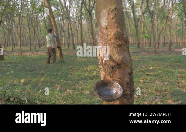 Traditional rubber harvesting Stock Videos & Footage - HD and 4K Video ...