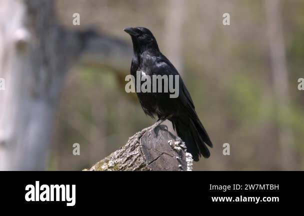 Hybrid crow Stock Videos & Footage - HD and 4K Video Clips - Alamy