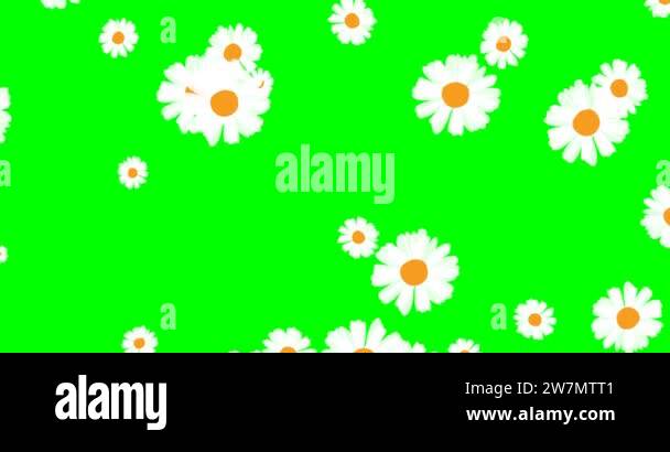 Daisy flowers flying up on green screen background. Summer background ...