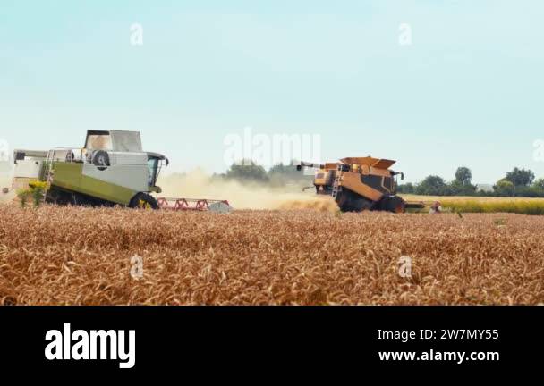 Wheat harvesting on field in summer season. Two modern combine ...