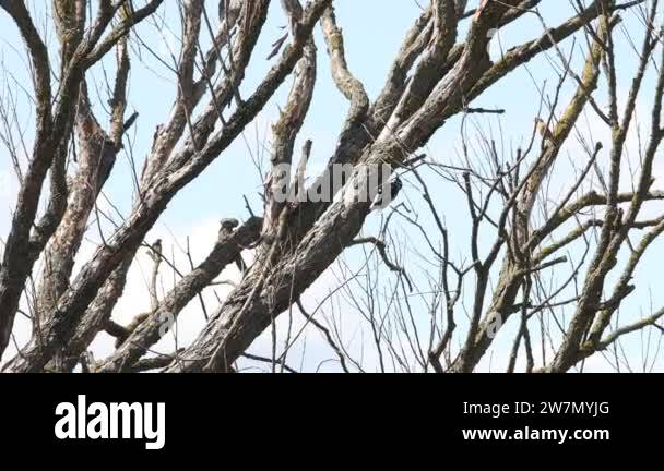 Bird birds woodpeckers Stock Videos & Footage - HD and 4K Video Clips ...