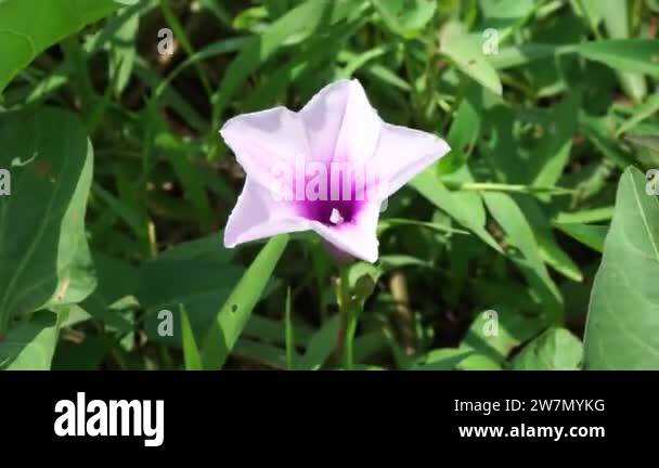 Ipomoea aquatica (water spinach, river spinach, water morning glory ...