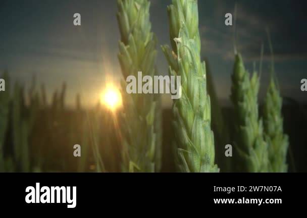 Macro shot of Wheat field in sunset, ears of wheat swaying from the ...