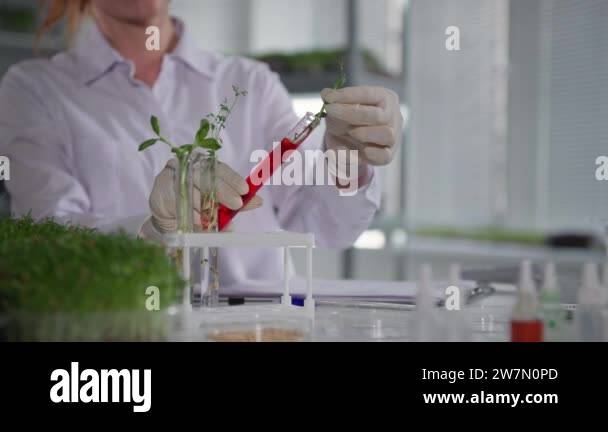 organic micro greens, female scientist examines young sprouts of micro ...