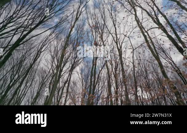 Video filming from bottom to top, treetops and sky background. In the ...