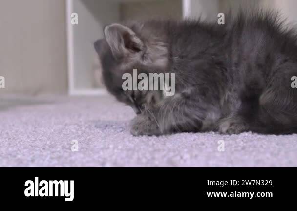 Kitten paw clean Stock Videos & Footage - HD and 4K Video Clips - Alamy