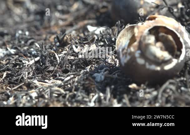 Camera slowly zooms in on burned snail. Macro view of scorched and dead ...