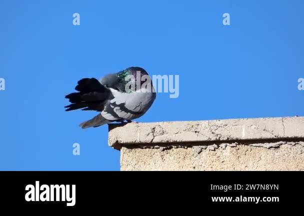 Pigeon pooping Stock Videos & Footage - HD and 4K Video Clips - Alamy