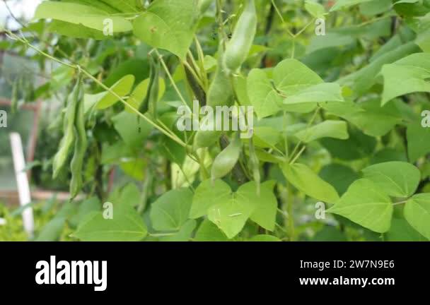 Green kidney bean growing on farm in HD VIDEO.Bush with bunch of podsof ...