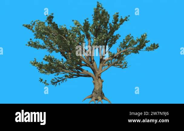 Cedar of Lebanon Trunk And Roots Tree is Swaying Windy Day Green Tree ...