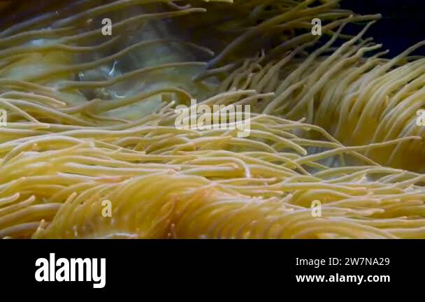 Sea anemones are a group of marine,Sea anemones are classified in the ...