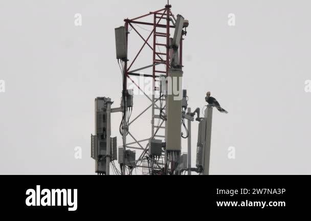 Monkeys and hornbill on the antenna tower Stock Video Footage - Alamy