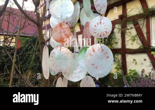 Seashell tree Stock Videos & Footage - HD and 4K Video Clips - Alamy