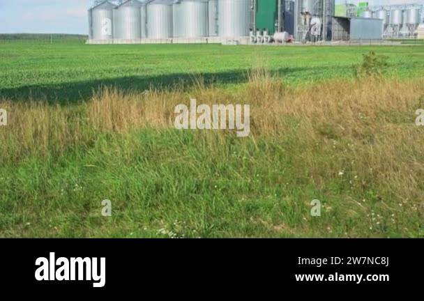 Pig farm side view. Modern pig breeding complex, industrial plant ...