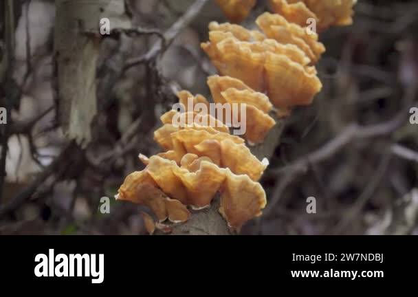 Mycelium tree root Stock Videos & Footage - HD and 4K Video Clips - Alamy