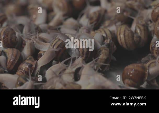 Industrial cultivation of snails. Breeding snails. Many snails close-up ...