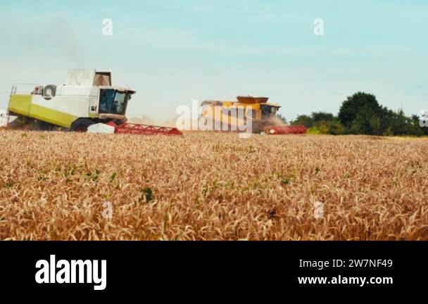 Wheat harvesting on field in summer season. Two modern combine ...