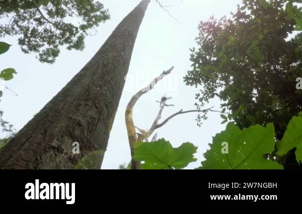 Low angle view of giant tree with sunlight in forest. Bottom view big ...