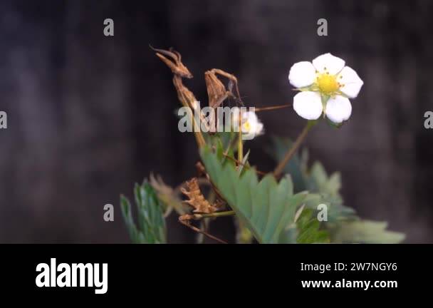 Iberian insect Stock Videos & Footage - HD and 4K Video Clips - Alamy